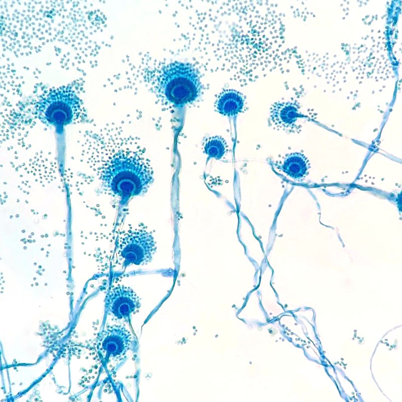 Lactophenol blue - Labchem Catalog