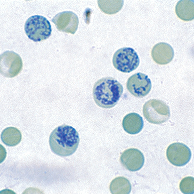 Reticulocyte Stain - Labchem Catalog