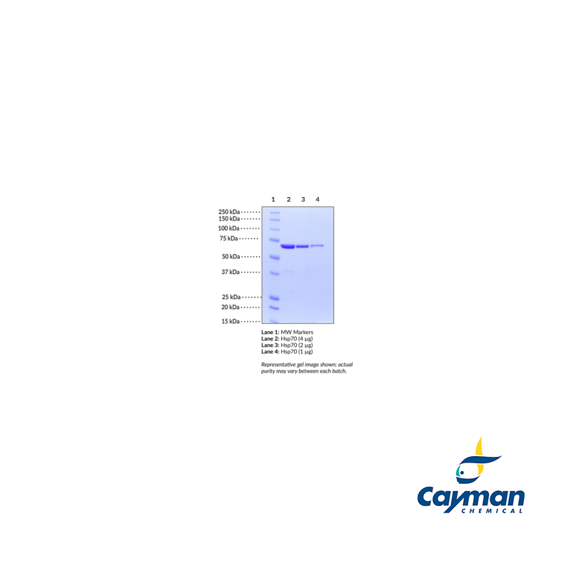 Hsp70 (human recombinant) - Labchem Catalog