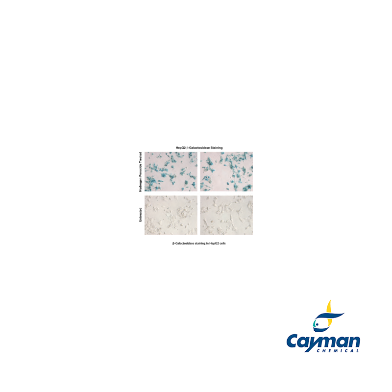 Senescence-Associated β-Galactosidase Staining Kit - Labchem Catalog